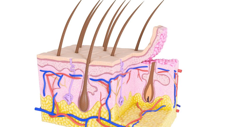 The Different phases of Hair Follicle growth on the Human Scalp and ...